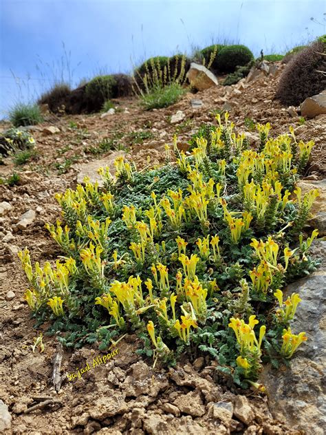 Dr Sajad Alipour On Twitter Scutellaria Pinnatifida Lamiaceae 15h