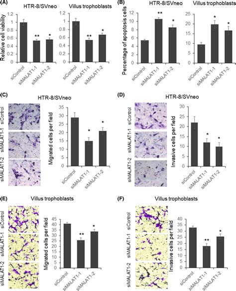 MALAT1 Repression Inhibited HTR8 SVneo Cells And Villus Trophoblasts