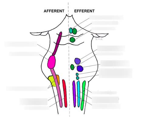 Cranial Nerve Nuclei Diagram Quizlet