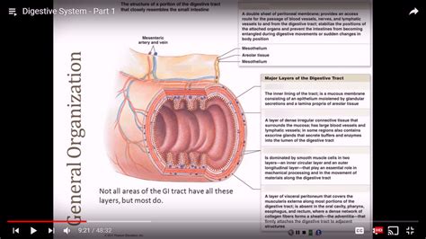 Layers Of Digestive Tract Diagram Quizlet
