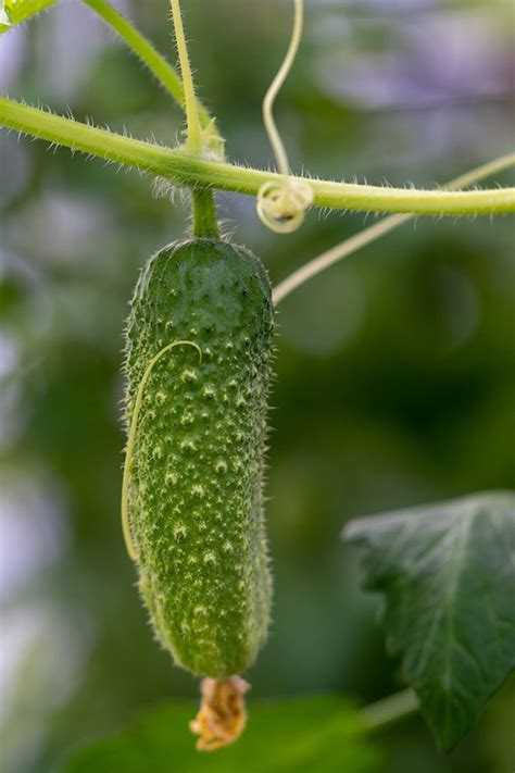 Gurken Werden Gelb 7 Ursachen Und Wie Du Sie Beheben Kannst