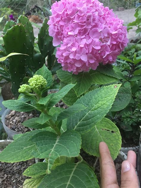 Details 85 Imagen Verdecora Hortensias Abzlocal Mx