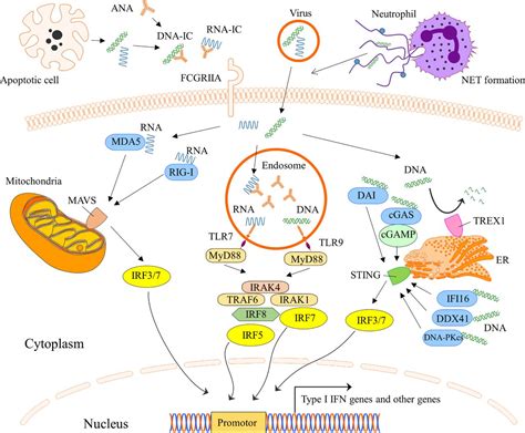 Interferon Pathway In SLE One Key To Unlocking The Mystery Of The