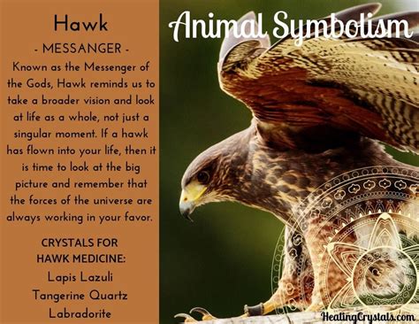 Hawk Feather Symbolism Meaning Artofit