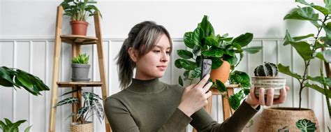 Idée déco Quelles plantes pour votre intérieur Avenir Rénovations