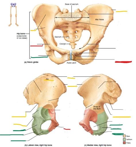 Pelvic Girdle Sacrum And Hip Bones Diagram Quizlet