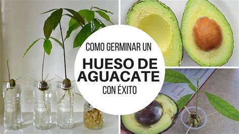Como Germinar Un Aguacate O Palta Cultivando Paso A Paso