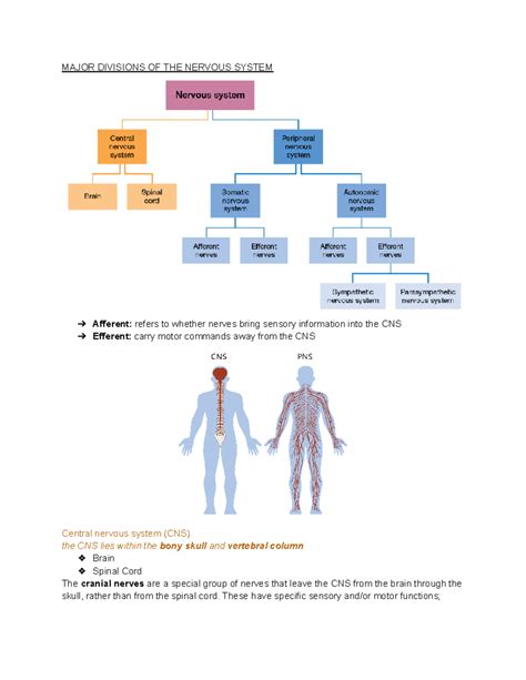Anatomy And Nervous System Ch Major Divisions Of The Nervous System
