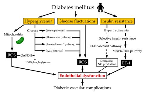 Diabetes Mellitus Complications Pathophysiology