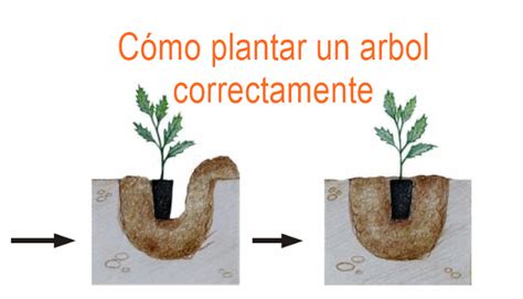 Cómo plantar un árbol correctamente InfoAgronomo