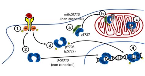 Response To Injury The Stat Transcription Factor Cell Structure And
