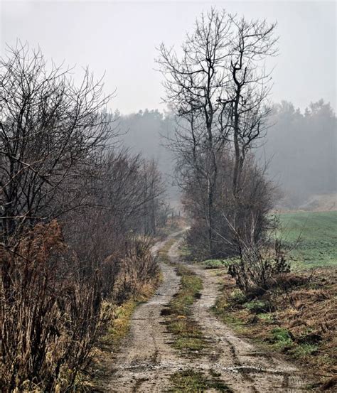 Free Images Tree Nature Forest Wilderness Snow Winter Fog Mist