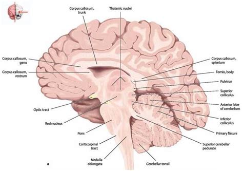 Labeled Sagittal Brain Model