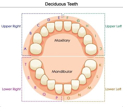 Tooth Numbering System In Dentistry
