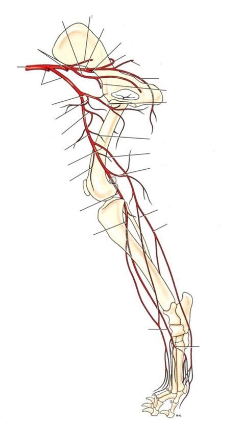 Arterial Supply Pelvic Limb Diagram Quizlet