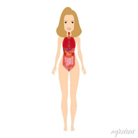 Female Human Anatomy Internal Organs Diagram Physiology Structure