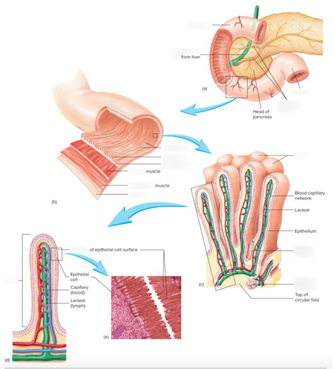 Digestive System Figure Anatomy And Histology Of The Duodenum