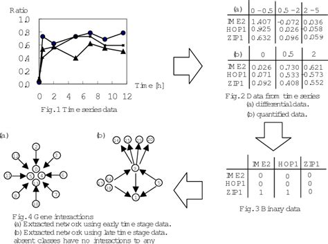 figure 4 from identifying genetic network using experimental time series data by boolean