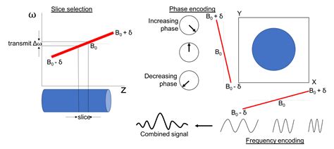 spatial encoding in threedirections using slice encoding frequency encoding and phase encoding