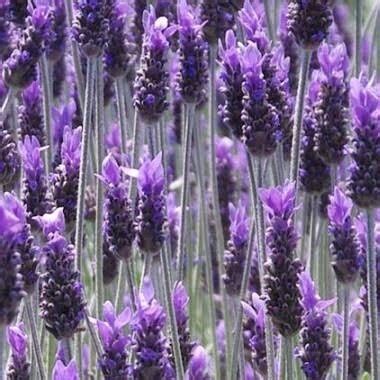 Lavender Margaret Roberts 12cm Pot