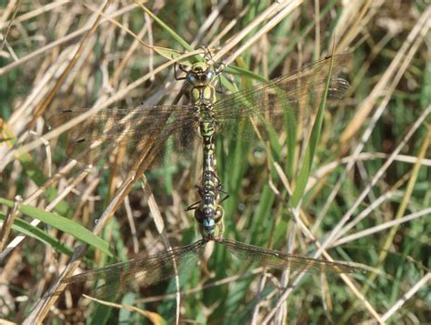 Réf 316540 INSECTA Odonata Aeshnidae Aeshna cyanea