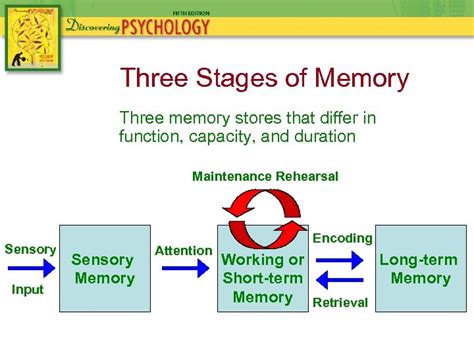 chapter 6 memory stage model of memory