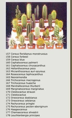 10 Especies de cactus y plantas suculentas fáciles de mantener y