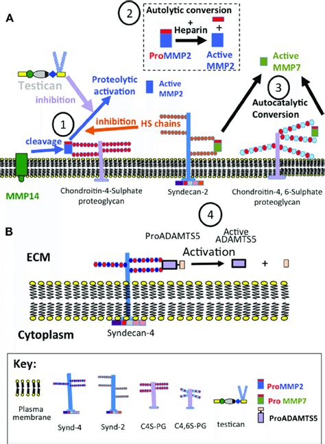 Regulation Of MMP Activation At The Cell Surface By Gags 1 4 MMP 2