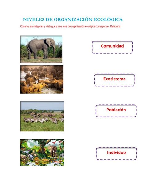 Niveles de organización ecológica worksheet Ciencias de la naturaleza