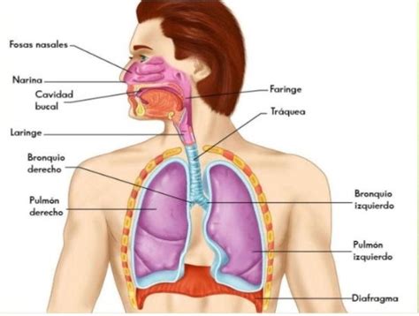 Fisioescénica ANATOMÍA Y FISIOLOGÍA DE LA RESPIRACIÓN