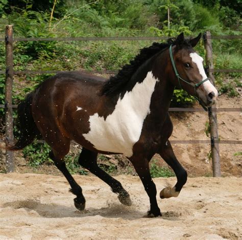 Haras élevage VENTE chevaux CURLY frisés Hypoallergeniques PENSION