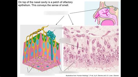 Olfactory Epithelium Diagram Quizlet