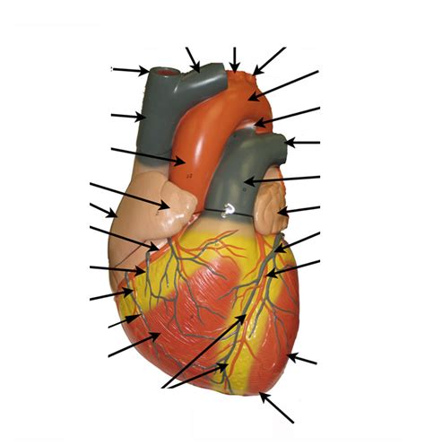Heart Lab Diagram Quizlet
