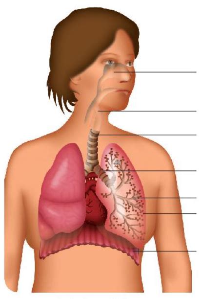 Ademhalingsstelsel Diagram Quizlet