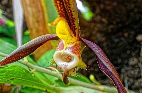 Orquídea Catasetum saccatum Origem Características Como cultivar e