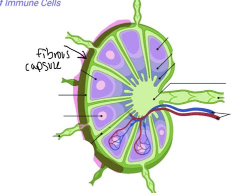 Lymph Node Diagram Flashcards Quizlet