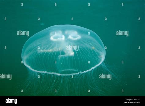 Aurelia Aurita Moon Jellyfish Stock Photo Alamy