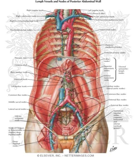 Lymph Drainage Of The Abdomen Lymph Vessels And Nodes Of Posterior