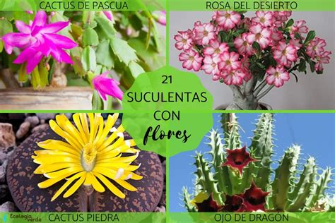 Flores Suculentas Tipos Y Características TeleFlor