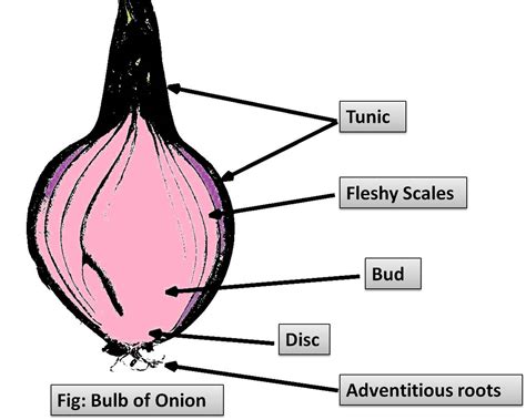Onion Bulb Diagram
