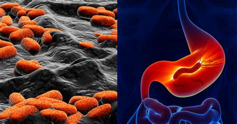 The Human Microbiomes That Help Us Stay Healthy
