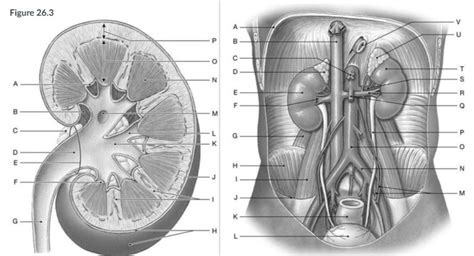 Urinary System Practice Quiz Diagram Quizlet