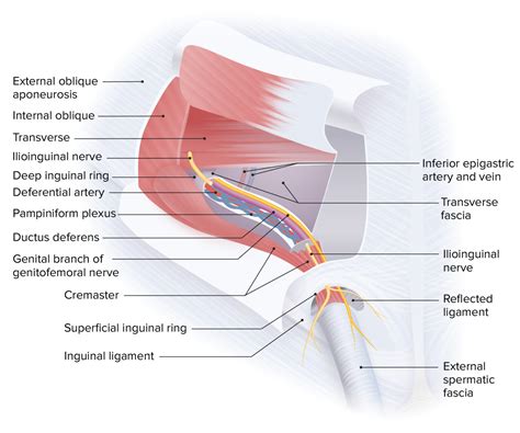 Canal Inguinal Anatomia e Hérnias Concise Medical Knowledge