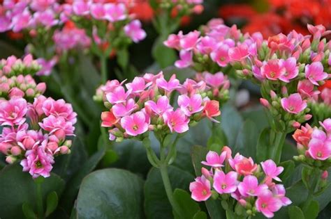 House Plant With Tiny Pink Flowers Best Flower Site