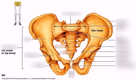 Pelvic Bone Diagram Quizlet