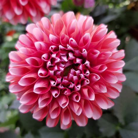 Bloem Dahlia Plant Gratis Foto Op Pixabay Pixabay