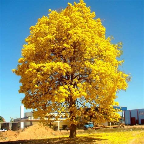 Muda De Ipê Amarelo árvore 2 Metros De Altura R 72 00 R 72 00