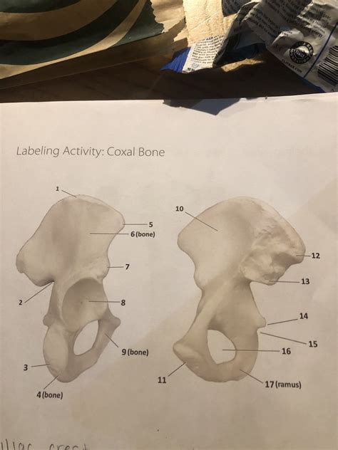 Coxal Bone Diagram Quizlet