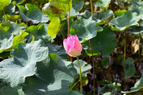 Premium Photo Beautiful Blooming Pink Lotus Flower With Leaves Water