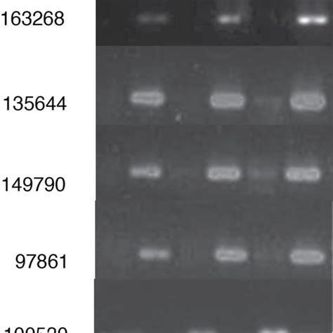 rt pcr validation of microarray data rna was extracted from download scientific diagram